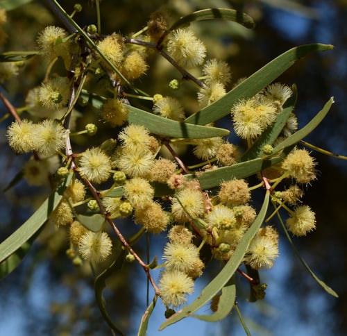 Ironwood (Acacia excelsa) — Edible Plant | Edible Plant Database