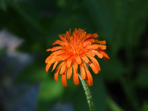 Mountain dandelion (Agoseris aurantiaca) — Edible Plant | Edible Plant ...