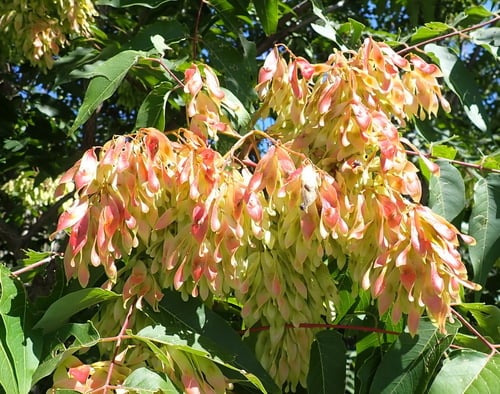 Edible Plant Database — 25,758 Species