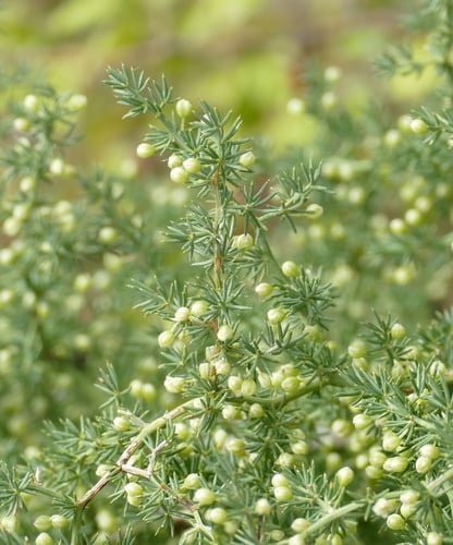 Wood asparagus (Asparagus acutifolius) — Edible Plant | Edible Plant ...
