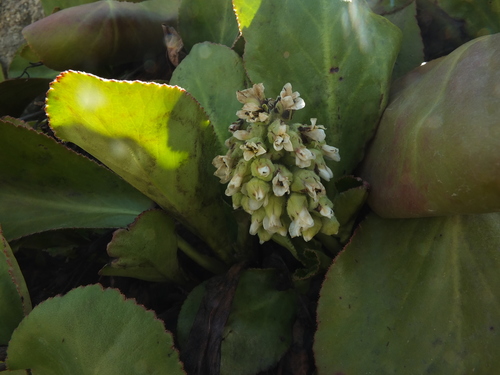 Bergenia stracheyi — Edible Plant | Edible Plant Database