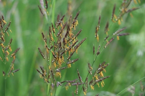 Upright brome (Bromus erectus) — Edible Plant | Edible Plant Database