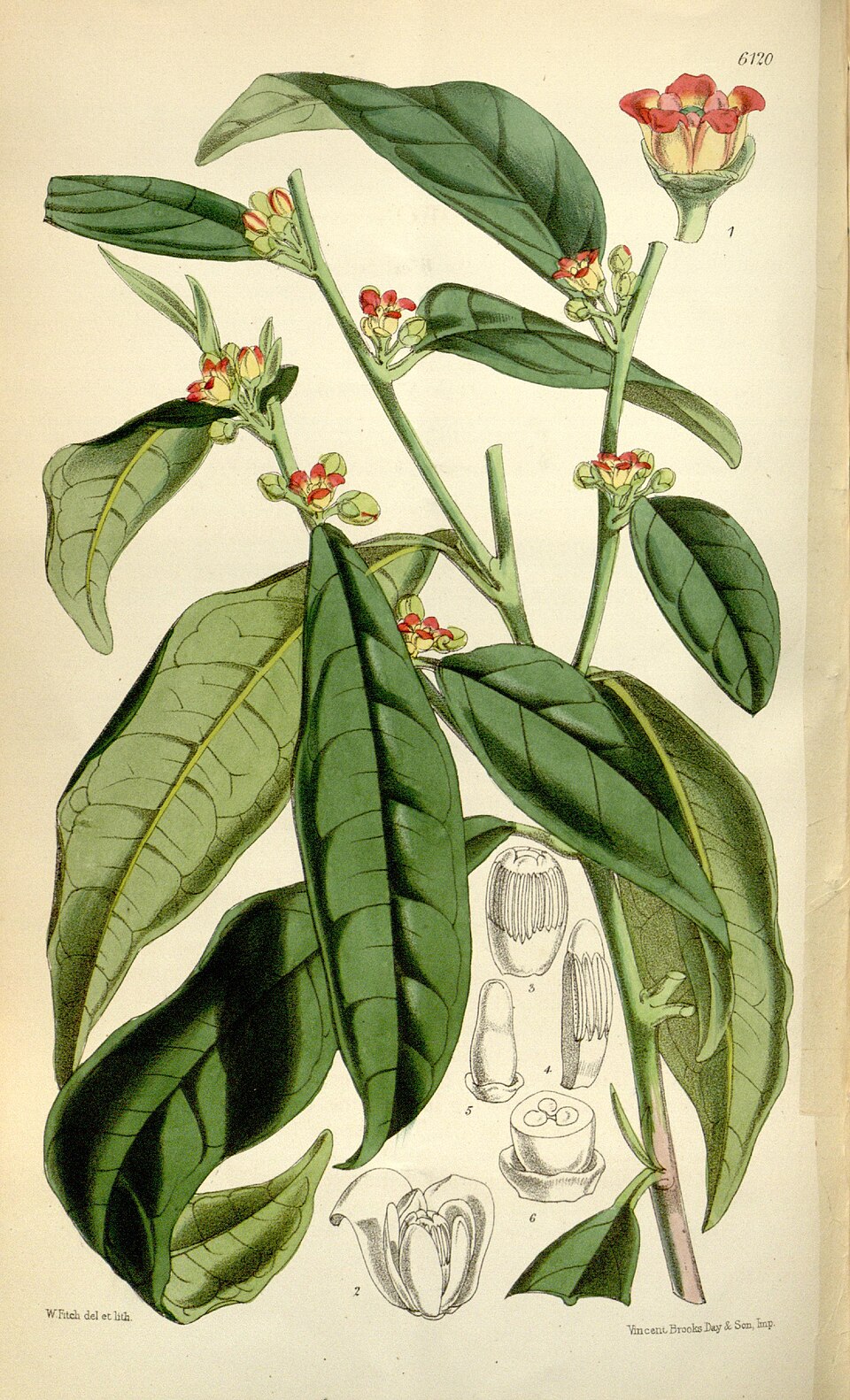 Guamari (Cinnamodendron occhionianum) — Edible Plant | Edible Plant ...