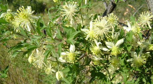 Clematis brachiata — Edible Plant | Edible Plant Database