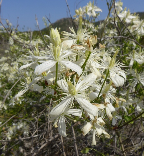 Fragrant virgin's bower (Clematis flammula) — Edible Plant | Edible ...