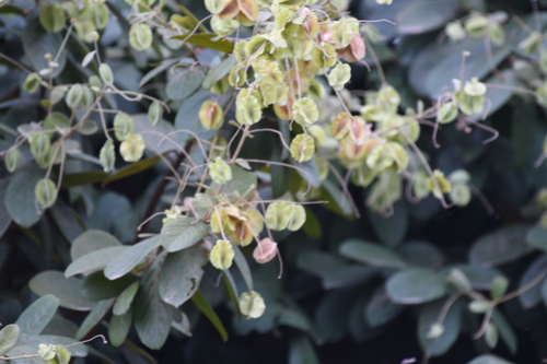 Combretum tomentosum — Edible Plant | Edible Plant Database