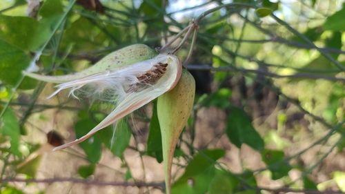 Fringed twinevine (Funastrum cynanchoides) — Edible Plant | Edible ...