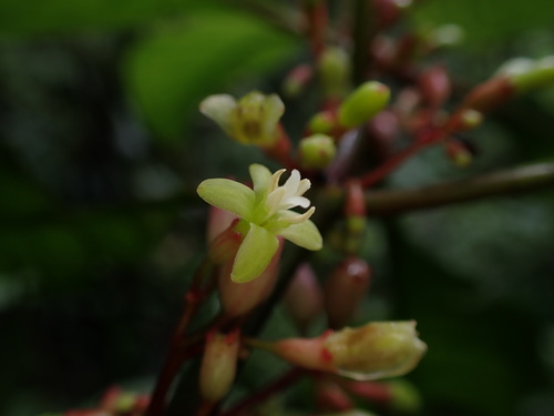 Hoffmannia obovata — Edible Plant | Edible Plant Database