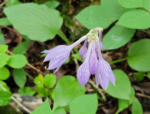 Hosta capitata — Edible Plant | Edible Plant Database