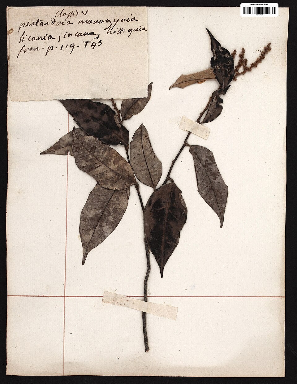 Caligni blanc (Licania incana) — Edible Plant | Edible Plant Database