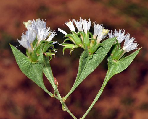 Winged sea lavender (Limonium lobatum) — Edible Plant | Edible Plant ...