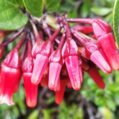Macleania cordifolia — Edible Plant | Edible Plant Database