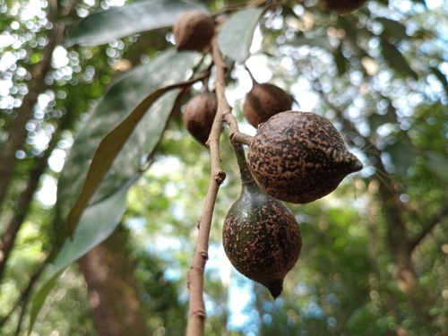 Otoba acuminata — Edible Plant | Edible Plant Database
