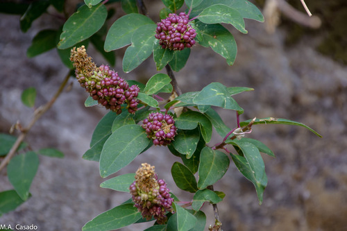 Pokeberry (Phytolacca dodecandra) — Edible Plant | Edible Plant Database