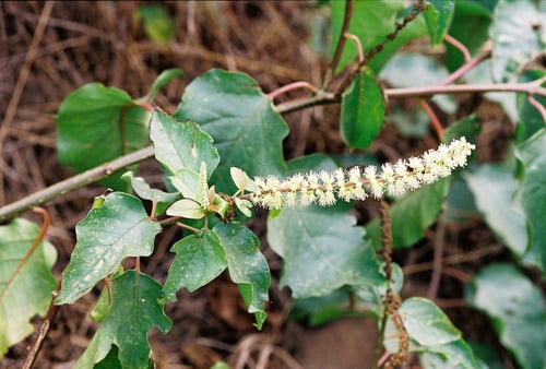 Pokeberry (Phytolacca dodecandra) — Edible Plant | Edible Plant Database