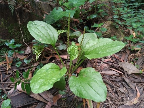 Common plantain (Plantago major) — Edible Plant | Edible Plant Database