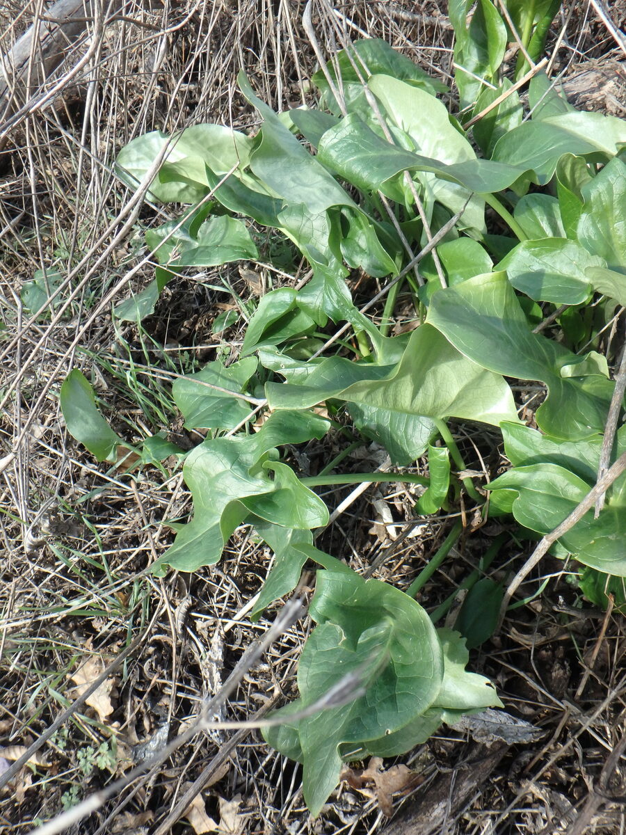 Arum italicum subsp. albispathum — Edible Plant | Edible Plant Database