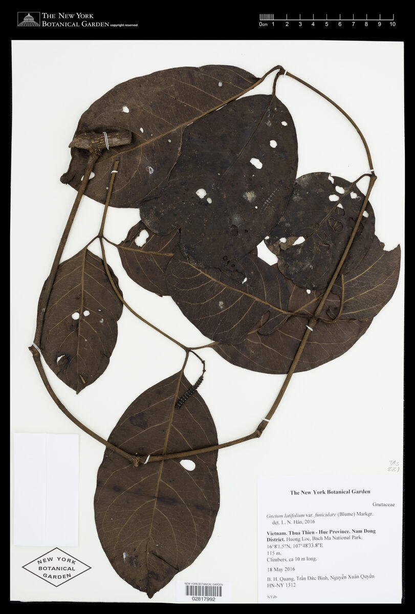 Gnetum latifolium var. funiculare — Edible Plant | Edible Plant Database