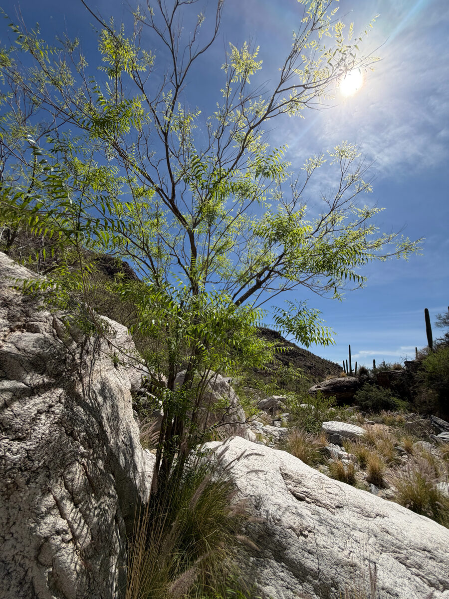 Arizona Walnut (Juglans major - (Torr.)Heller.) — Edible Plant | Edible ...