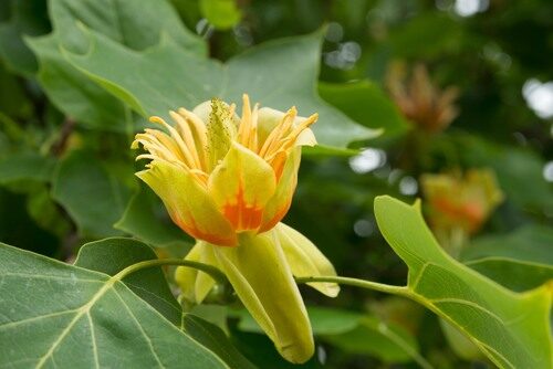 Magnoliaceae — Edible Plant Family (30 Species) | Edible Plant Database