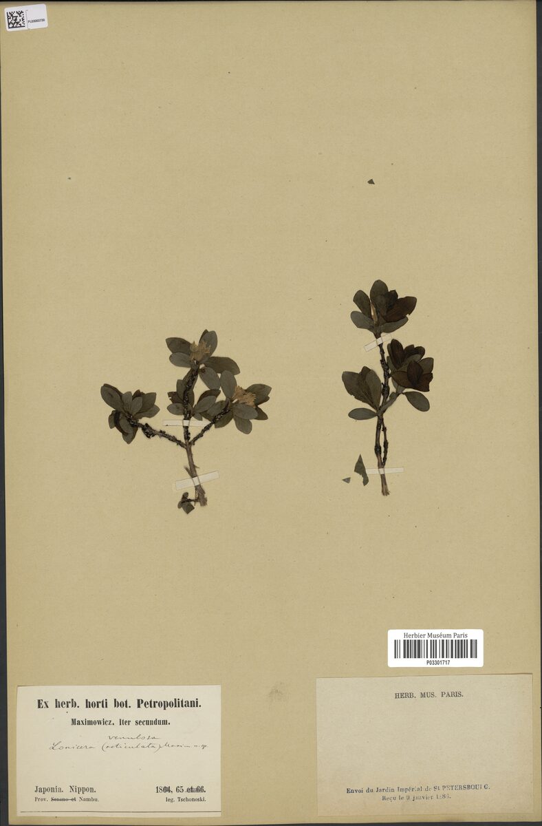Lonicera venulosa — Edible Plant | Edible Plant Database