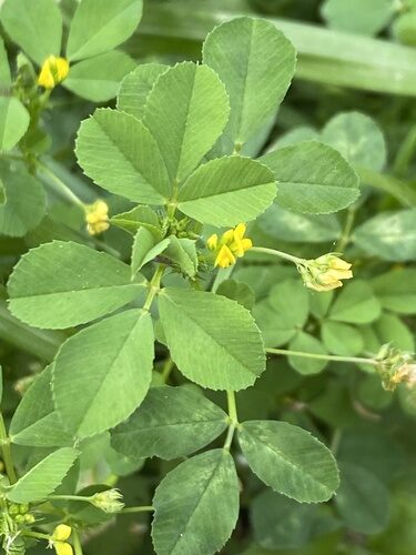 Toothed Bur-Clover (Medicago polymorpha) — Edible Plant | Edible Plant ...