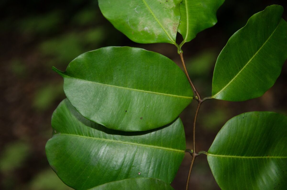 Oban rubber (Orthopichonia cirrhosa) — Edible Plant | Edible Plant Database