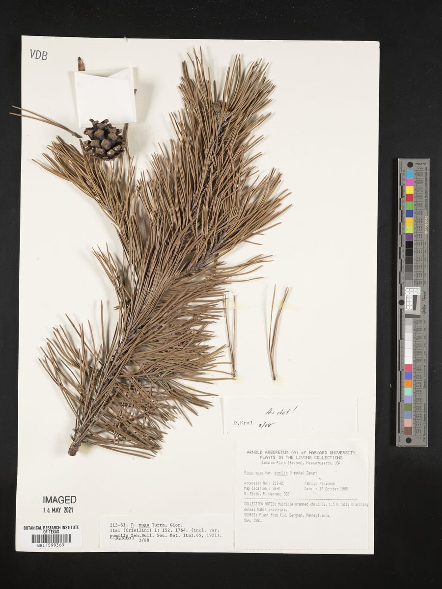 Mugo pine (Pinus mugo var. pumilio) — Edible Plant | Edible Plant Database