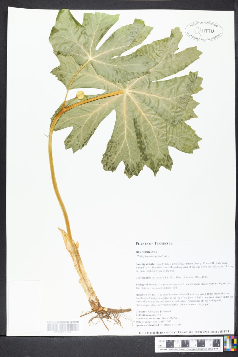Podophyllum pleianthum — Edible Plant | Edible Plant Database
