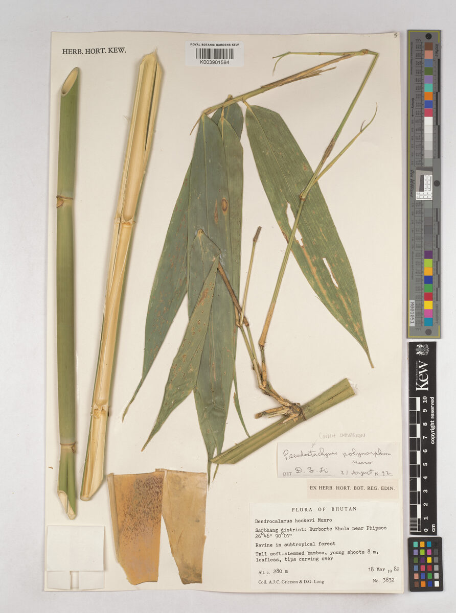Xi zhi jian zhu (Fargesia stenoclada) — Edible Plant | Edible Plant ...