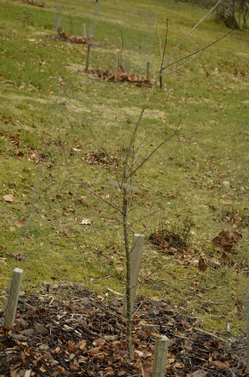 Quercus mongolica grosseserrata - (Blume.)Rehder.&E.H.Wilson. — Edible ...