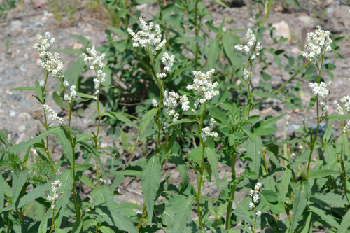 Alaskan wild rhubarb (Polygonum alaskanum) — Edible Plant | Edible ...