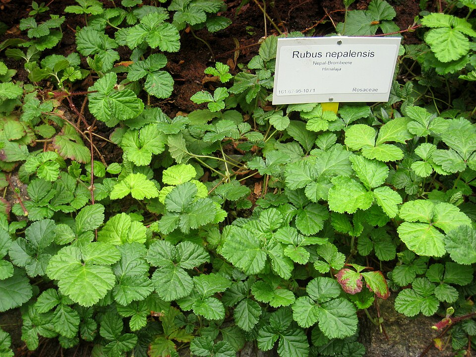 Sinjang (Rubus barbatus) — Edible Plant | Edible Plant Database