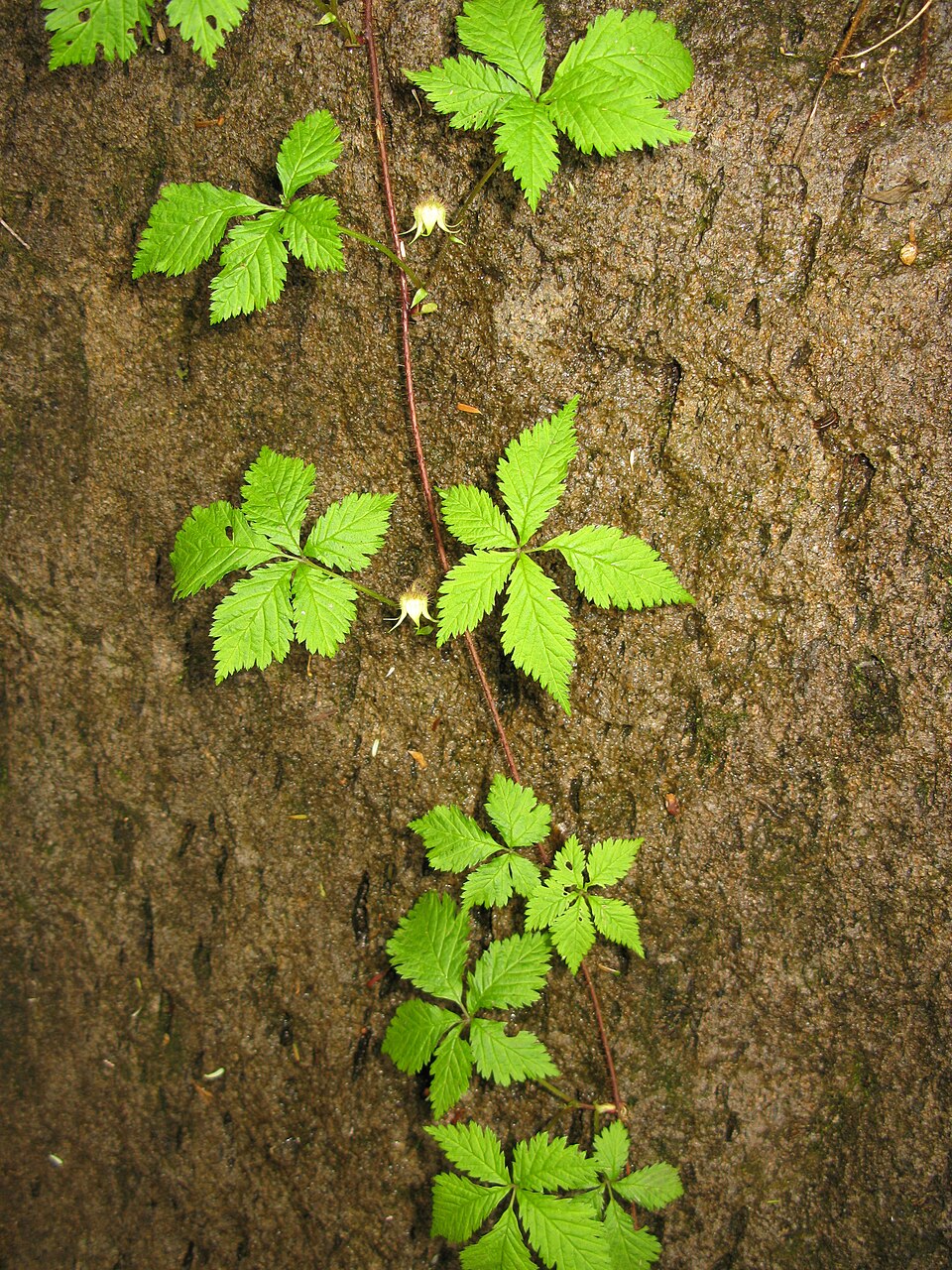 Japanese Rose (Rubus ikenoensis) — Edible Plant | Edible Plant Database
