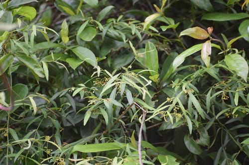 Emetic secamone (Secamone emetica) — Edible Plant | Edible Plant Database