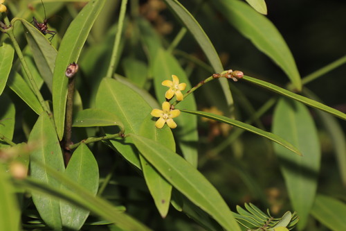 Emetic secamone (Secamone emetica) — Edible Plant | Edible Plant Database