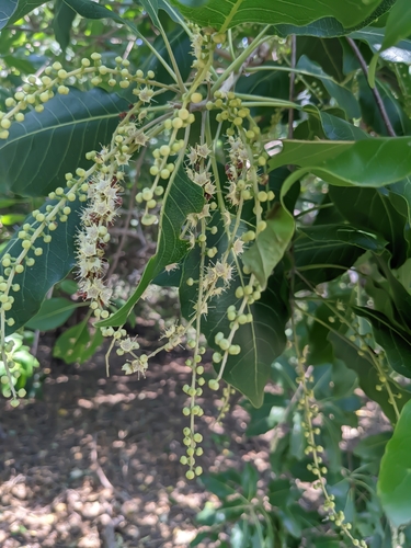 Red Gubinge (Terminalia petiolaris x ferdinandiana) — Edible Plant ...