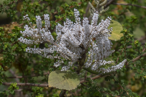 Tetradenia riparia — Edible Plant | Edible Plant Database