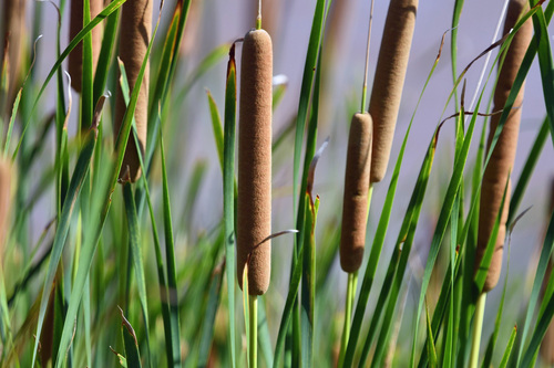 Bulrush (Typha domingensis) — Edible Plant | Edible Plant Database