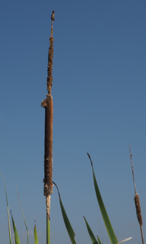 Elephant grass (Typha elephantina) — Edible Plant | Edible Plant Database
