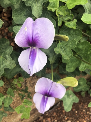Trailing fire pea (Vigna frutescens) — Edible Plant | Edible Plant Database